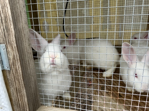 Classified Listing | New Zealand white Rabbits calls only | 793850