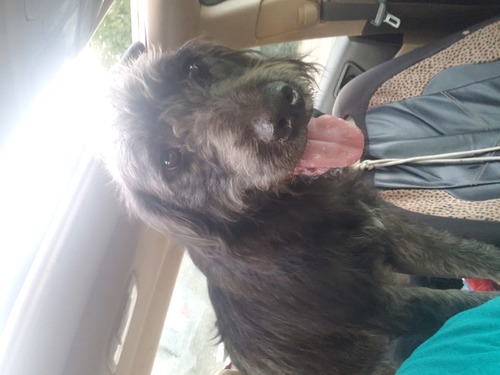 Classified Listing | Labradoodle and Catahoula mix | 795981