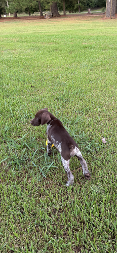 Classified Listing | Registered German Shorthaired Pointers for sale ...