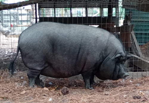 Classified Listing | Female potbelly | 791773