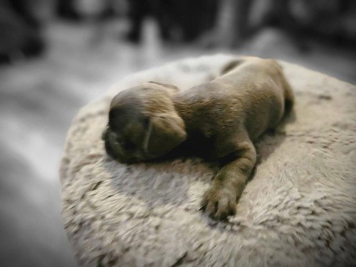Classified Listing | Here are pictures of the parents and the pup when ...