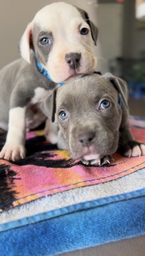 Classified Listing | Blue ABKC pitbull fur babies | 783724