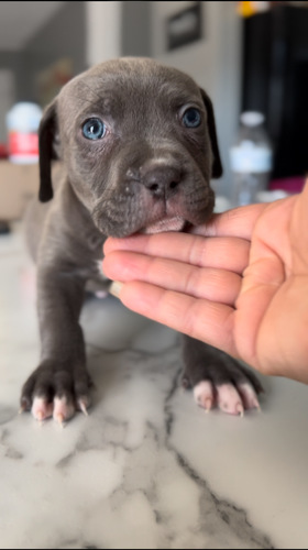 Classified Listing | Blue ABKC pitbull fur babies | 783724