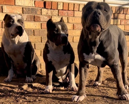 Classified Listing | Blue ABKC pitbull fur babies | 783724