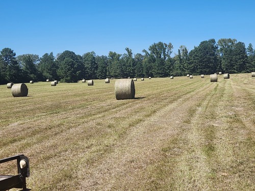 Livestock