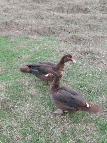 Classified Listing | Chocolate Muscovy ducks | 772085