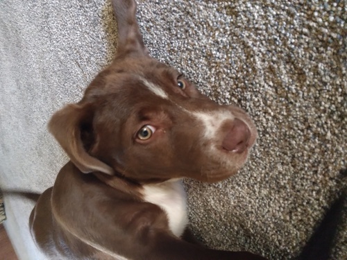Classified Listing | Pitador Puppy | 794247